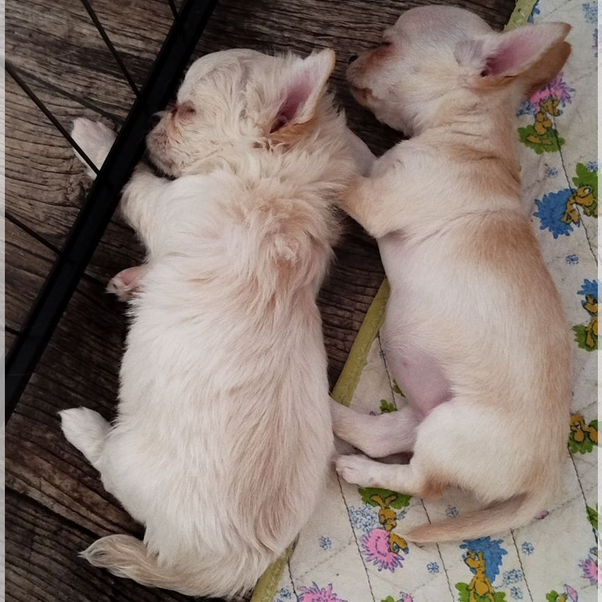 Чихуахуа, щенок