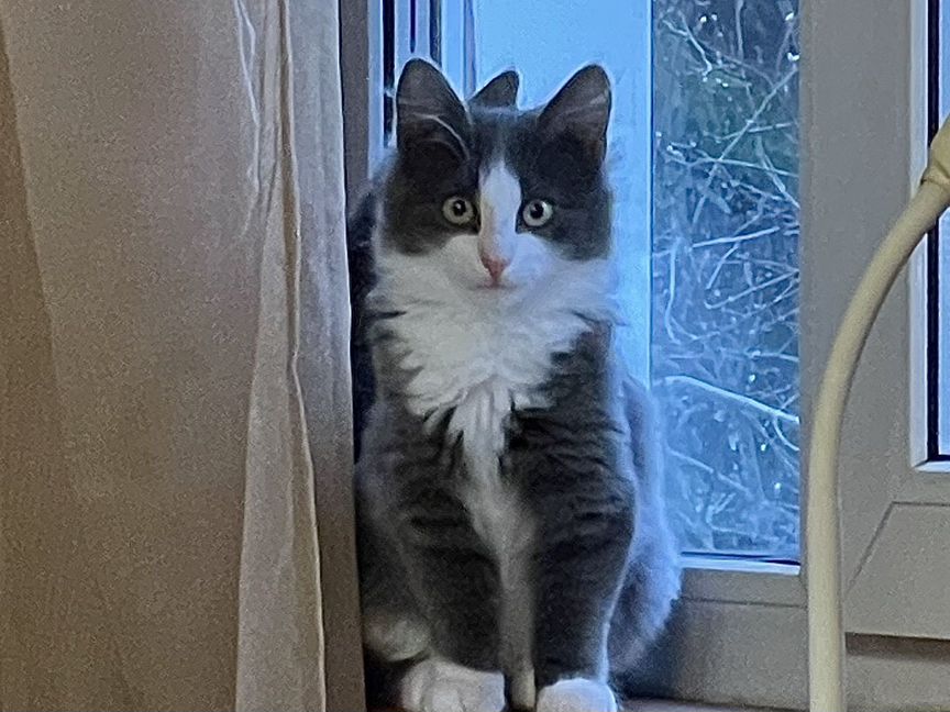 Котенок остался в пустом садоводстве