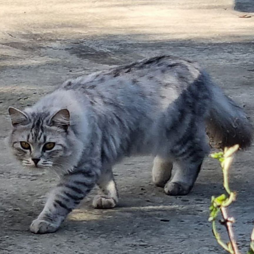 Взрослый кот в добрые руки