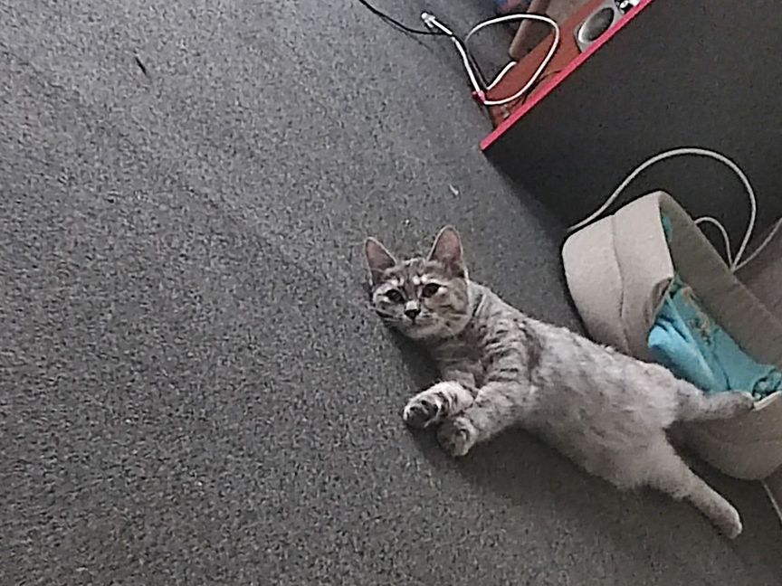 Кошка трех цветная