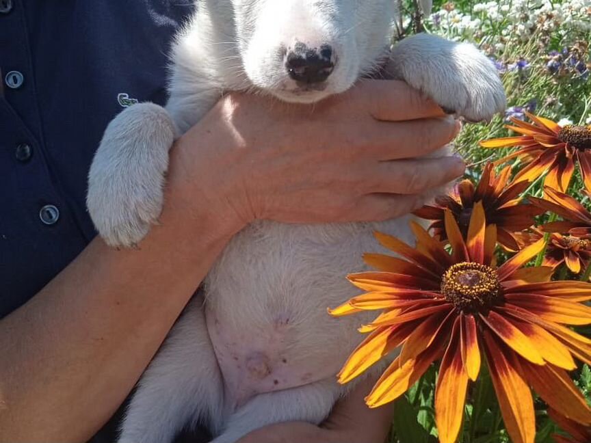 Шенок мальчик