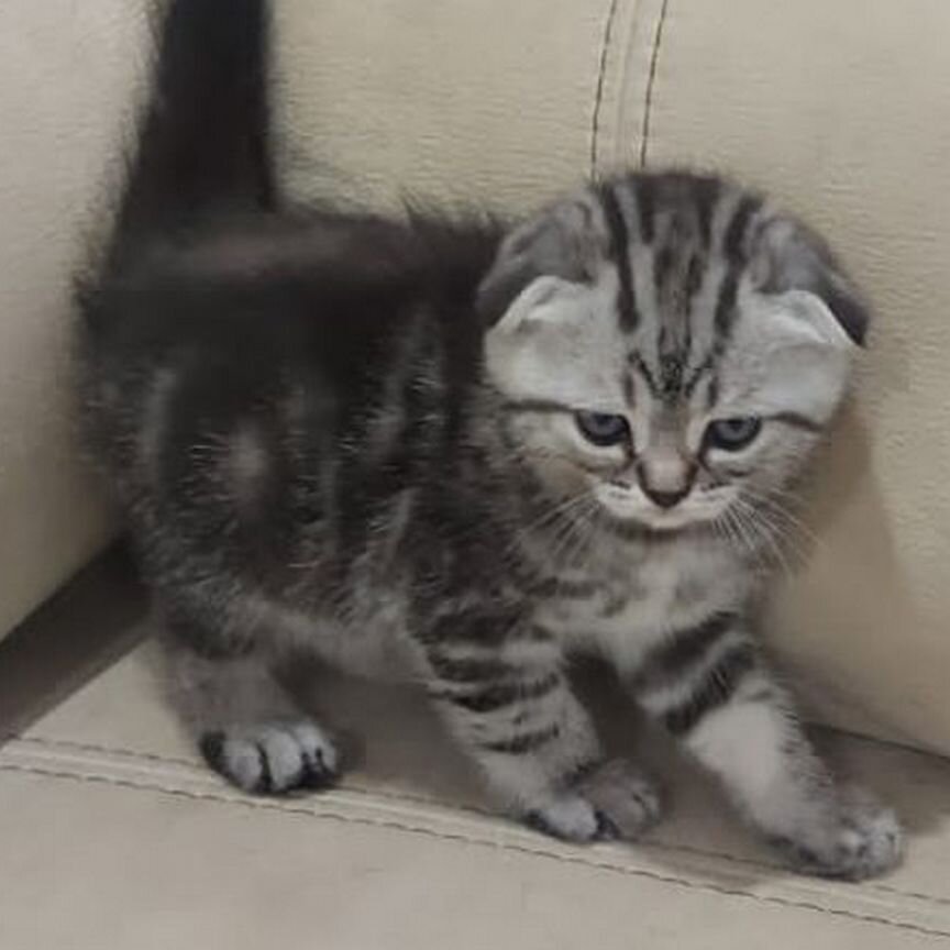 Котята Шотланские вислоухие
