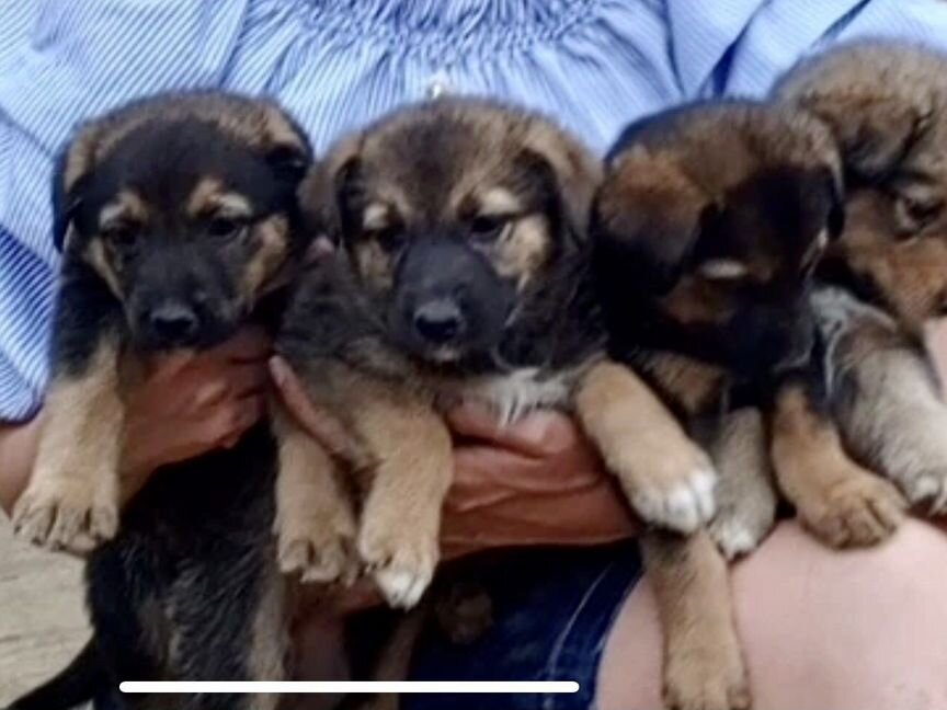 Щенки в добрые руки