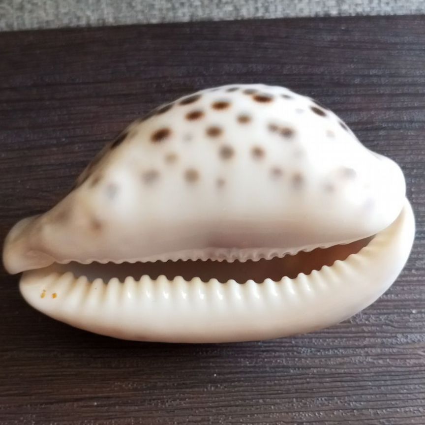 Ракушка морская