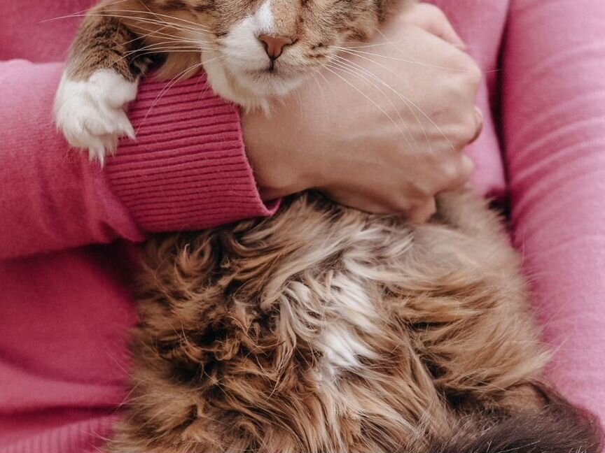 Кот в добрые руки