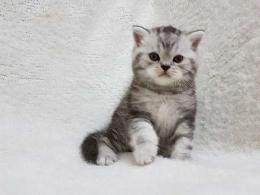 Шотландский вислоухий котенок