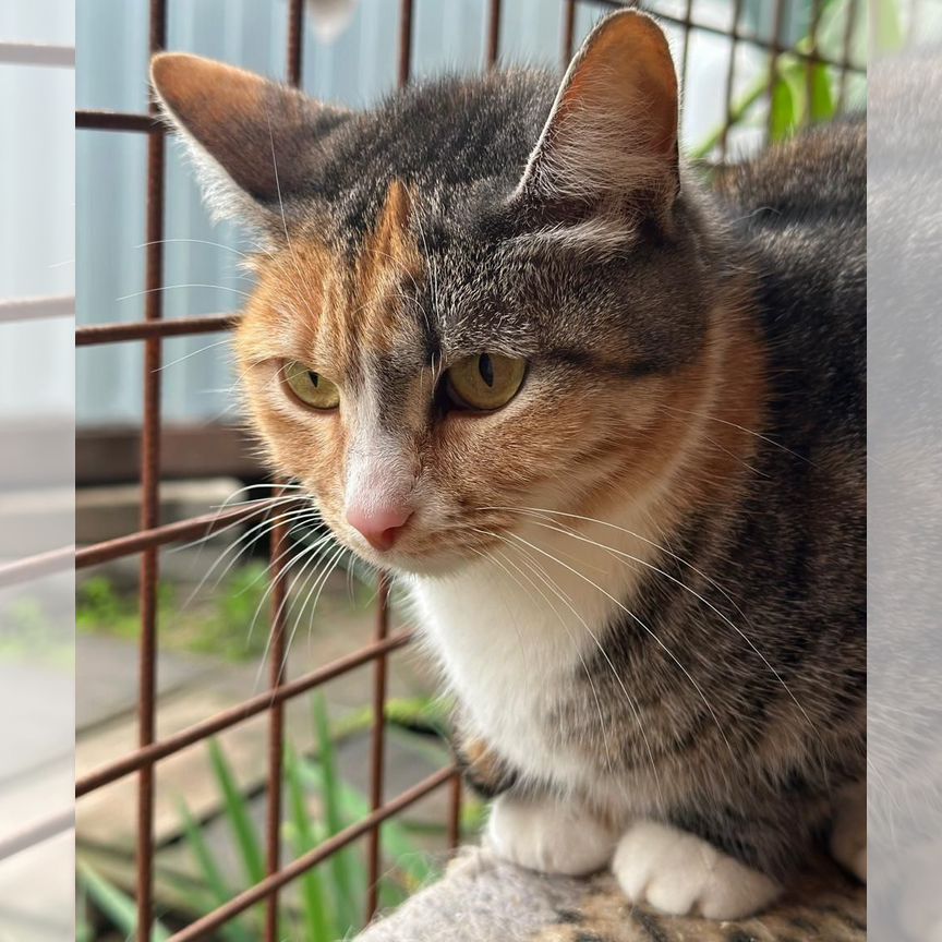 Взрослая, кошка в добрые руки