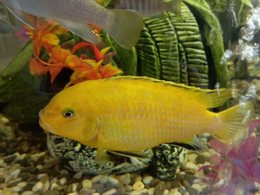 Живая рыба для пруда