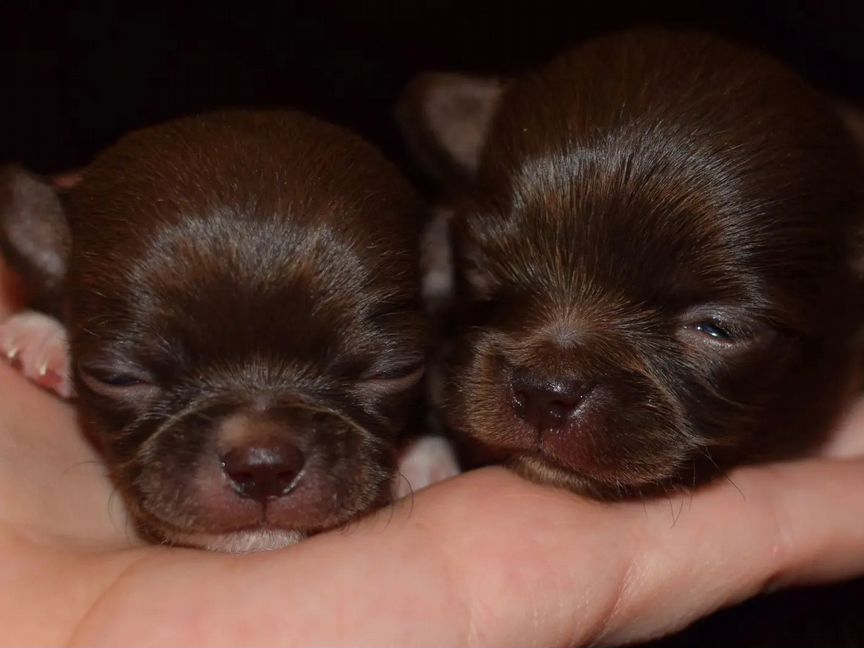 Чихуахуа шоколадные и лиловые детки-конфетки