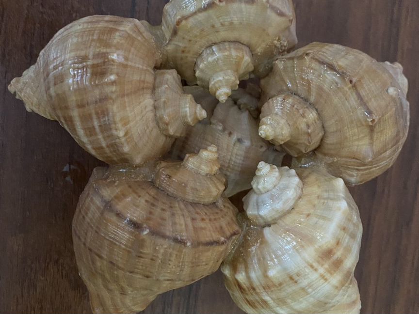 Морские ракушки раковины
