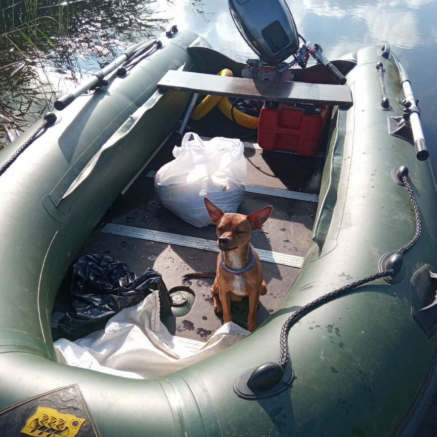 Русский той-терьер, взрослый пёс