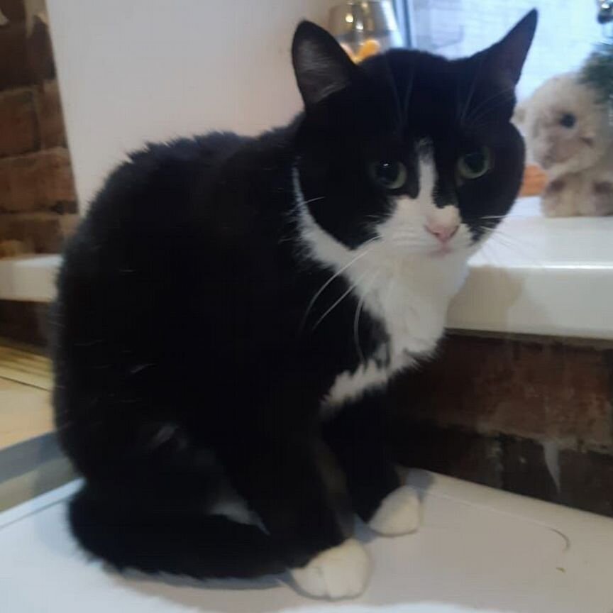 Сибирская, взрослая кошка