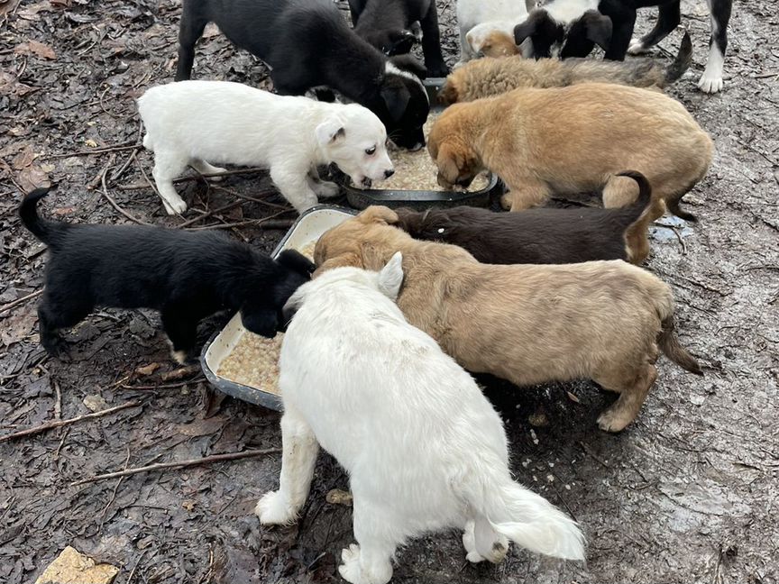 Дубль два плюс одиннадцать щенков