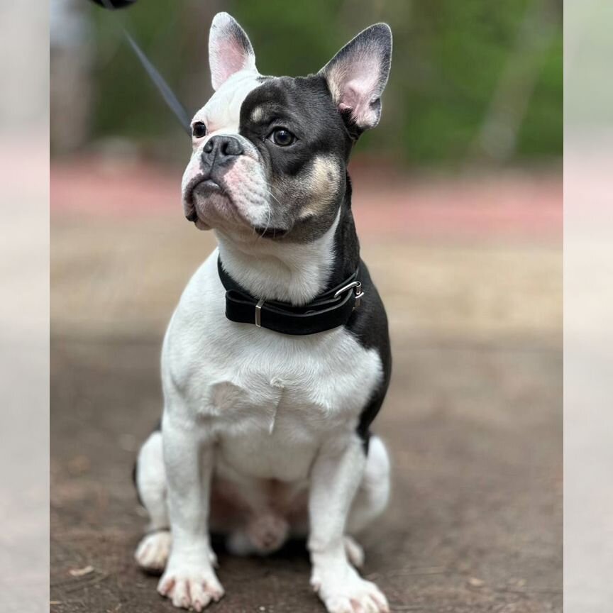 Вязка французский бульдог