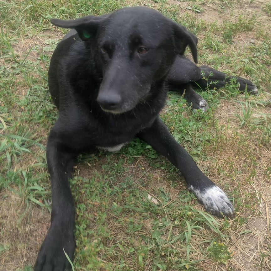 Взрослый пёс в добрые руки