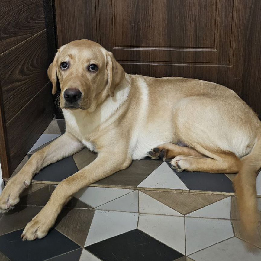 Лабрадор-ретривер, щенок