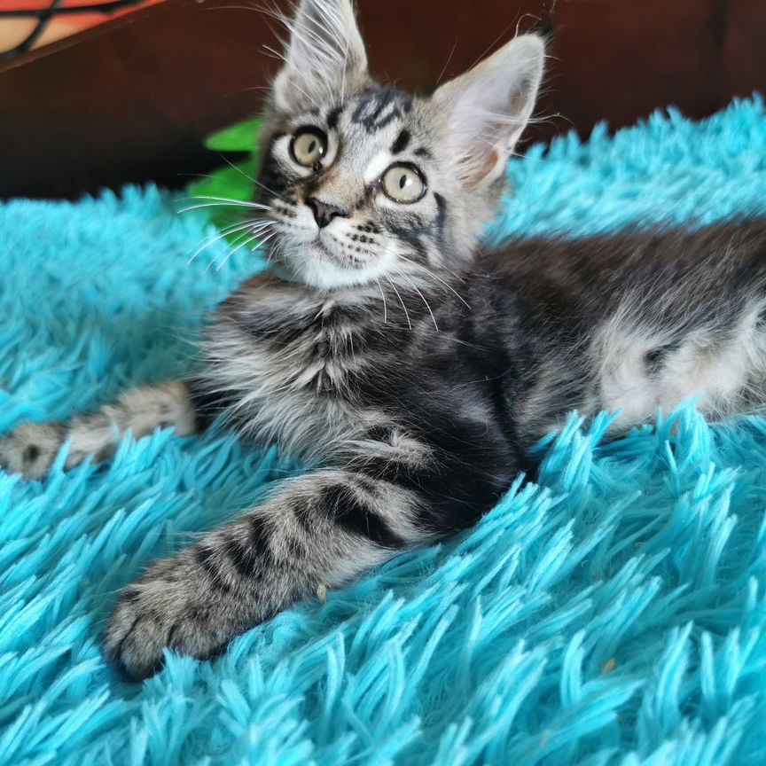 Ваш идеальный кот
