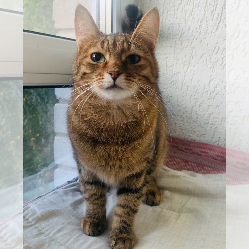 Тигровая кошечка в добрые руки