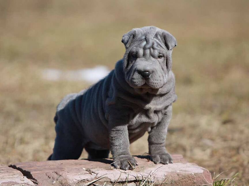 Шарпейка шикарная голубая девчонка