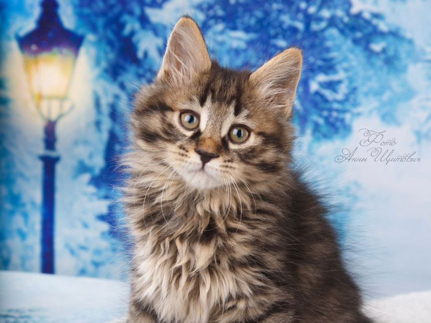 Клубные котята из питомника