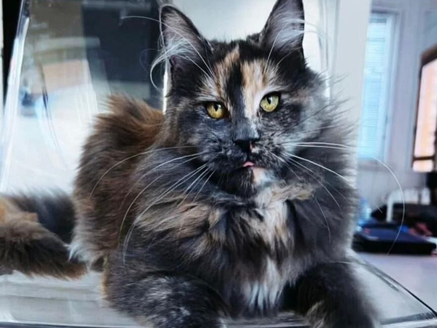 Кошки мейн-кун