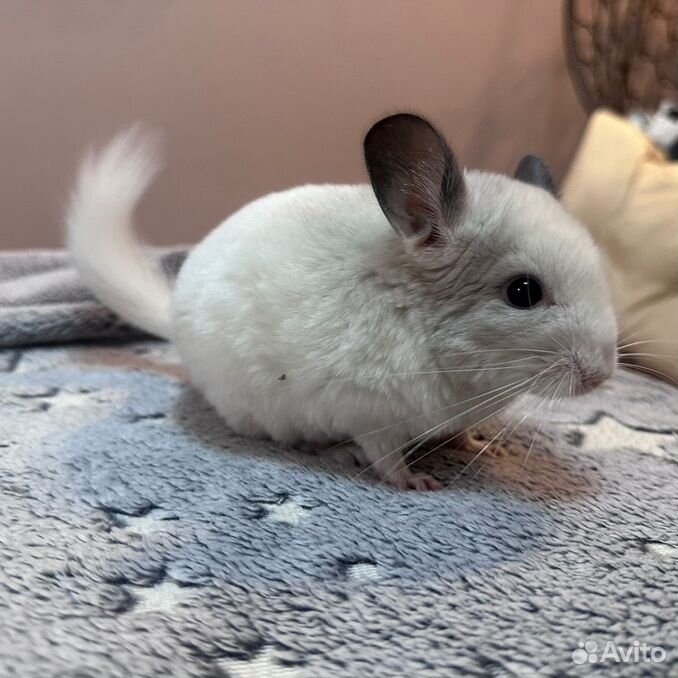 Шиншилла белый вильсон и серая девочки