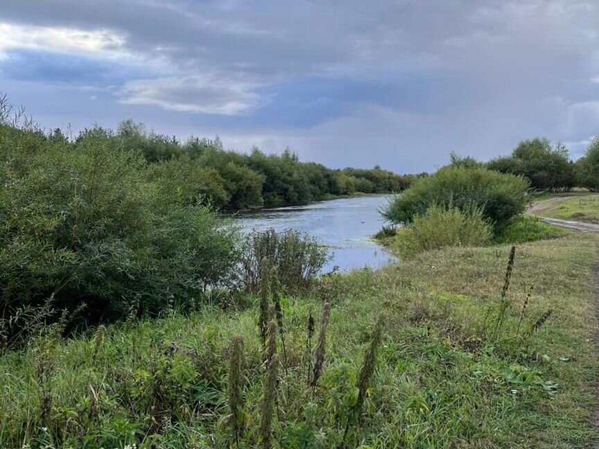 Зерно пшеница