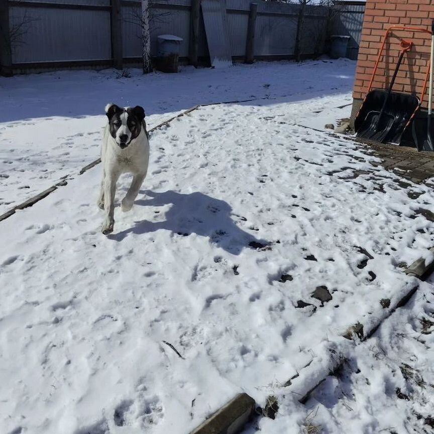 Среднеазиатская овчарка, щенок