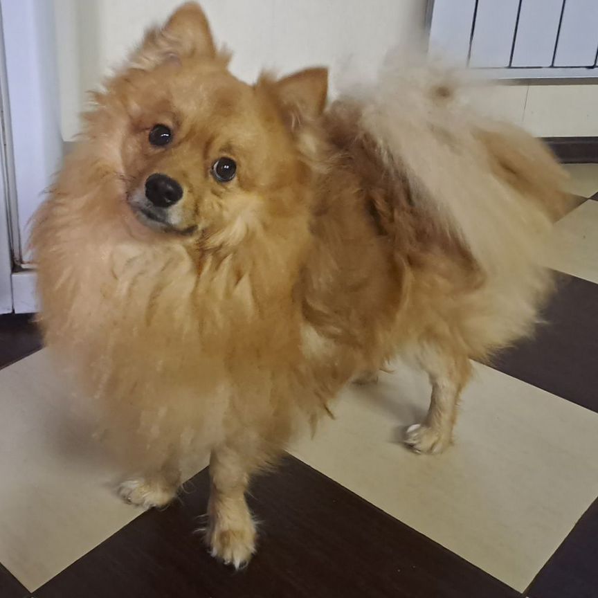 Немецкий шпиц мальчик