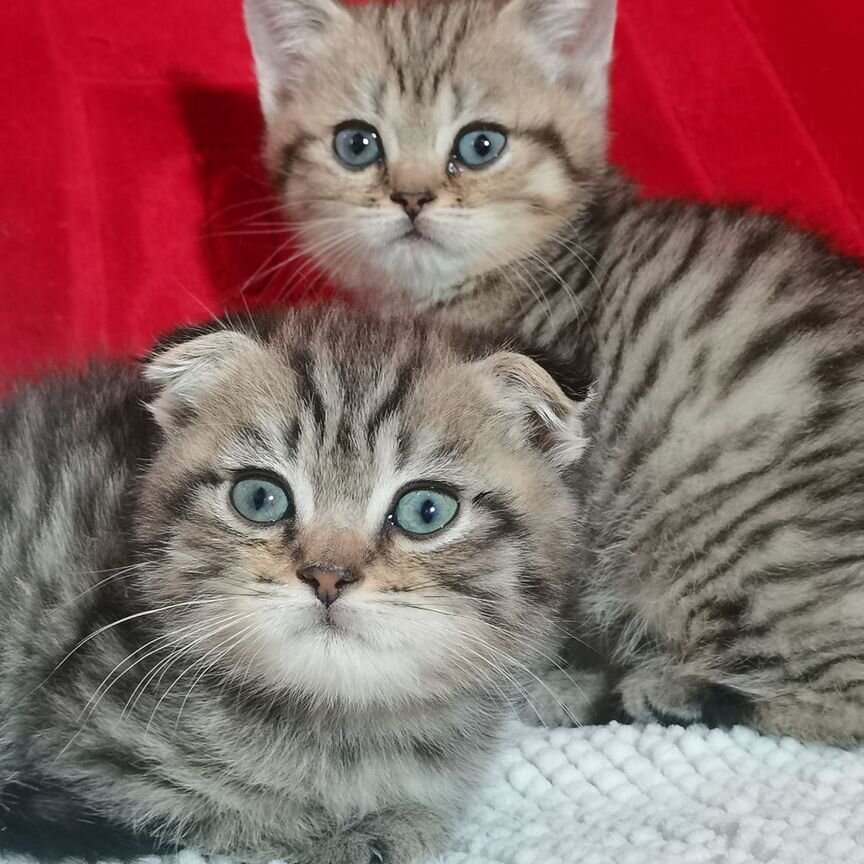 Вислоухий тигровый кот