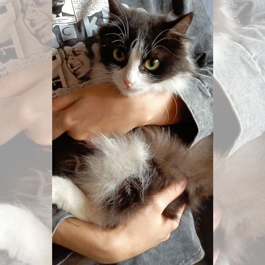 Кошечка 1 год стерилизованная