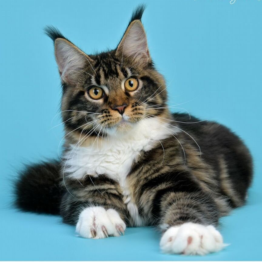 Мейн-кун котёнок