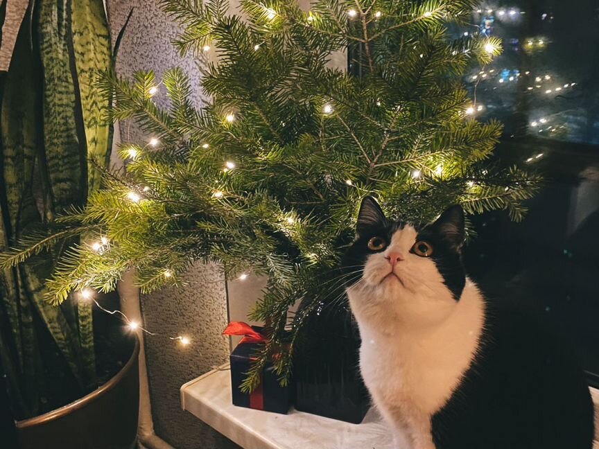 Кошка Картошка в дар в частный дом