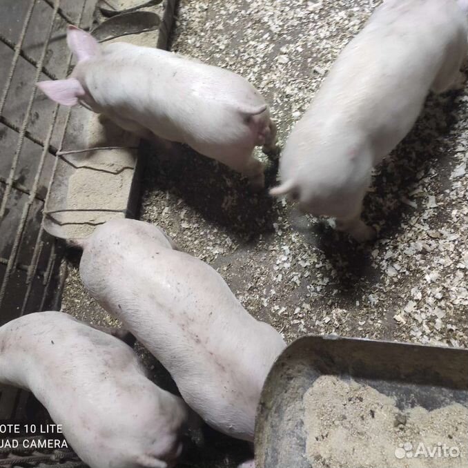 Поросята породы Крупная Белая
