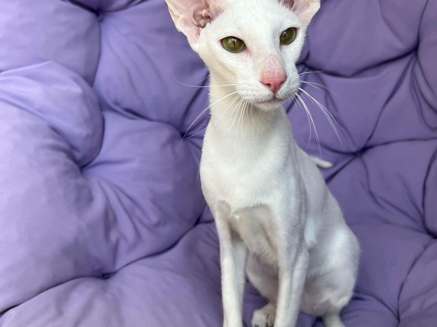 Ориентальная кошечка