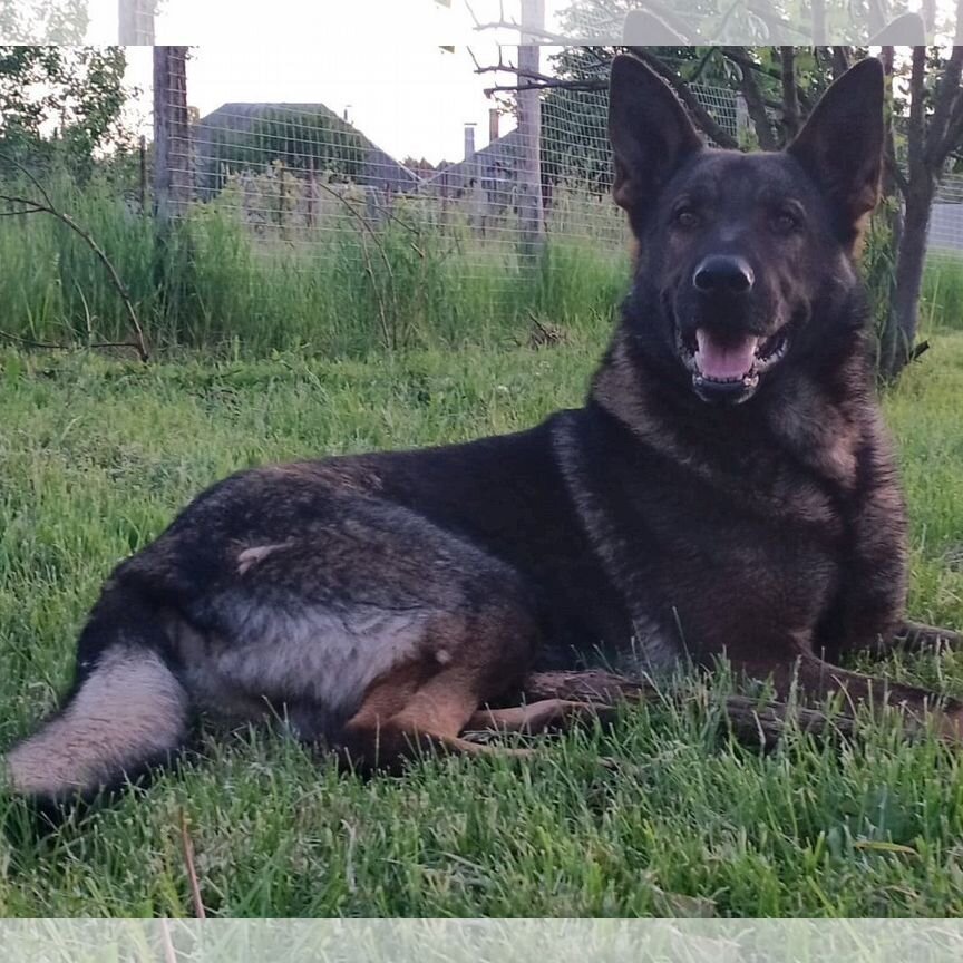 Немецкая овчарка, щенок