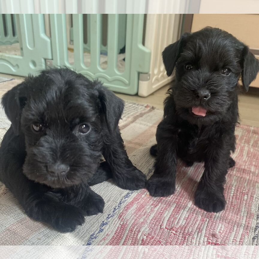 Цвергшнауцер, щенок