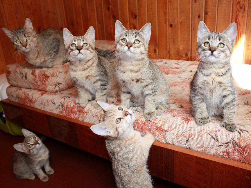 Котята пиксибоб