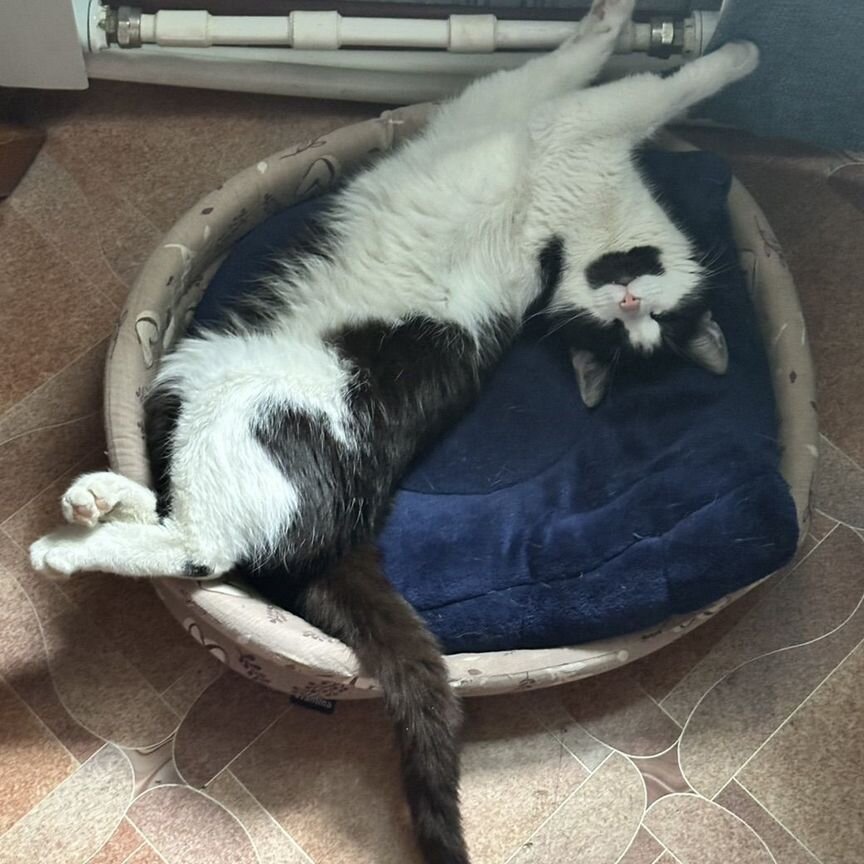 Котик