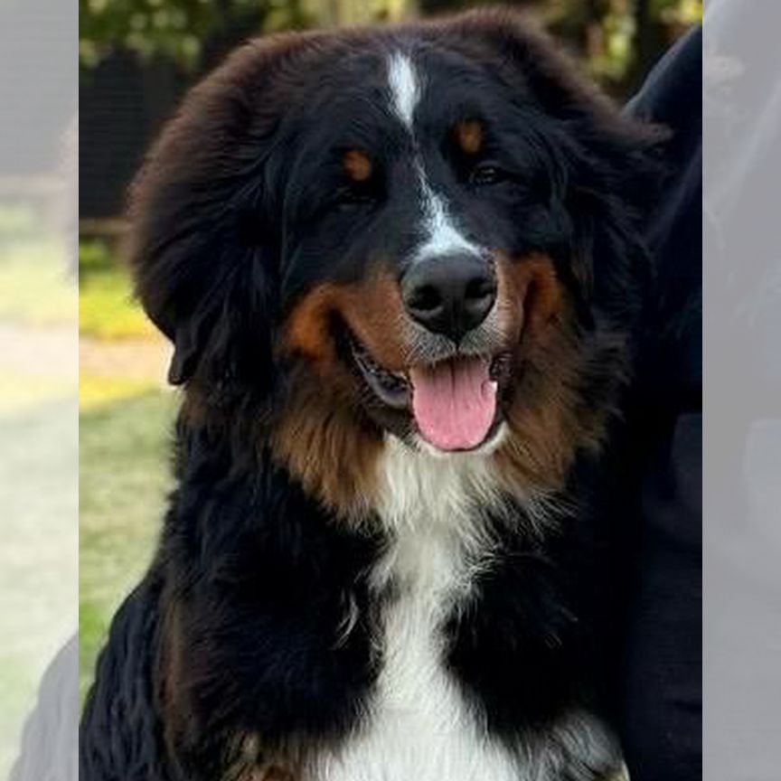 Бернский зенненхунд, щенок