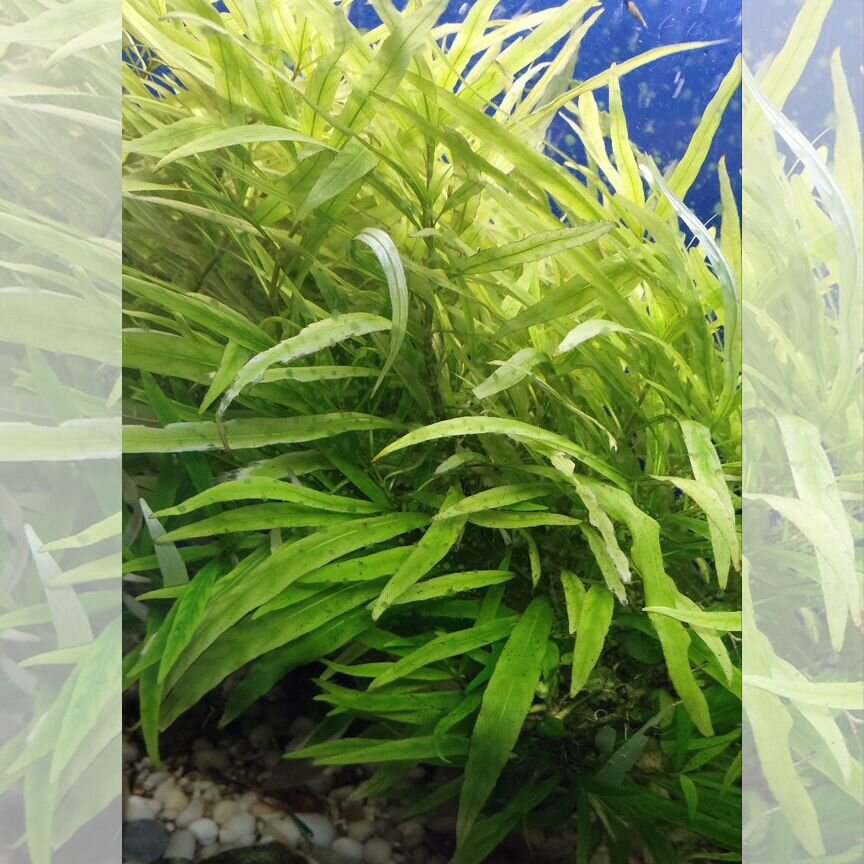 Лимонник трава в аквариум Бронь до 07 января