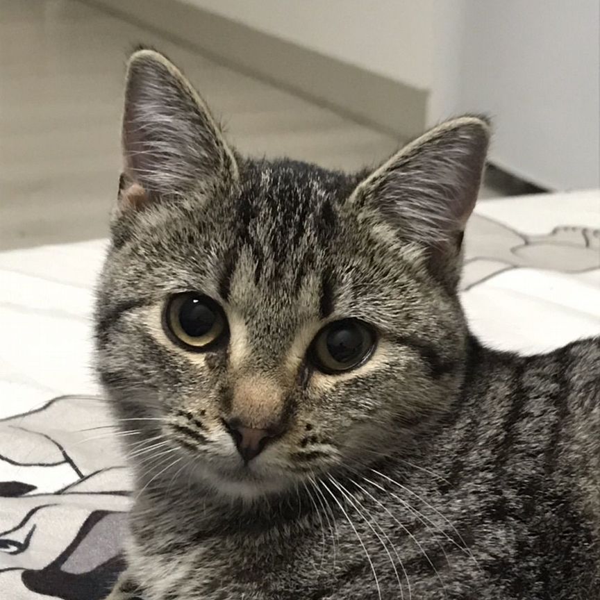 Кошка Мия