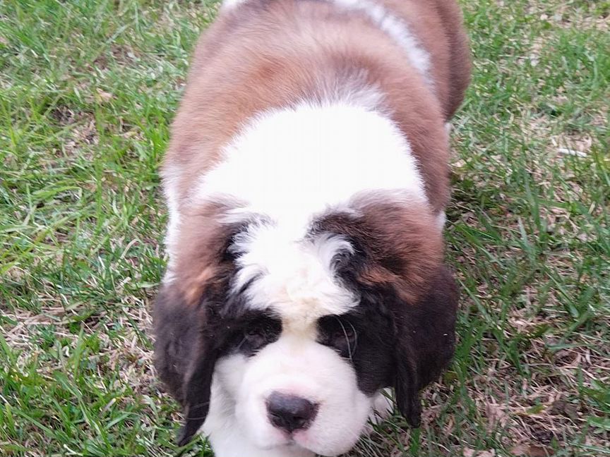 Дш малыш сенбернара