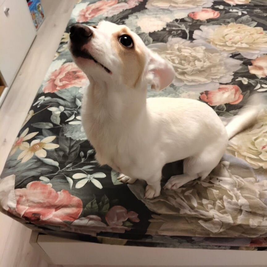 Джек рассел(девочка)