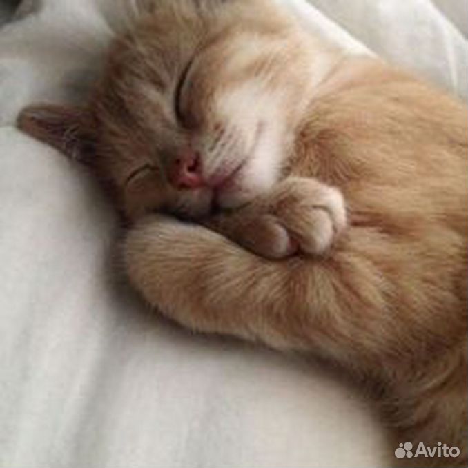 Котенок метис Британца и Мэйн Куна