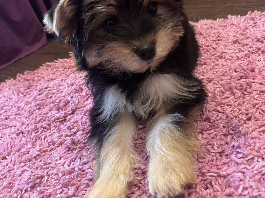 Йоркширский терьер стандарт