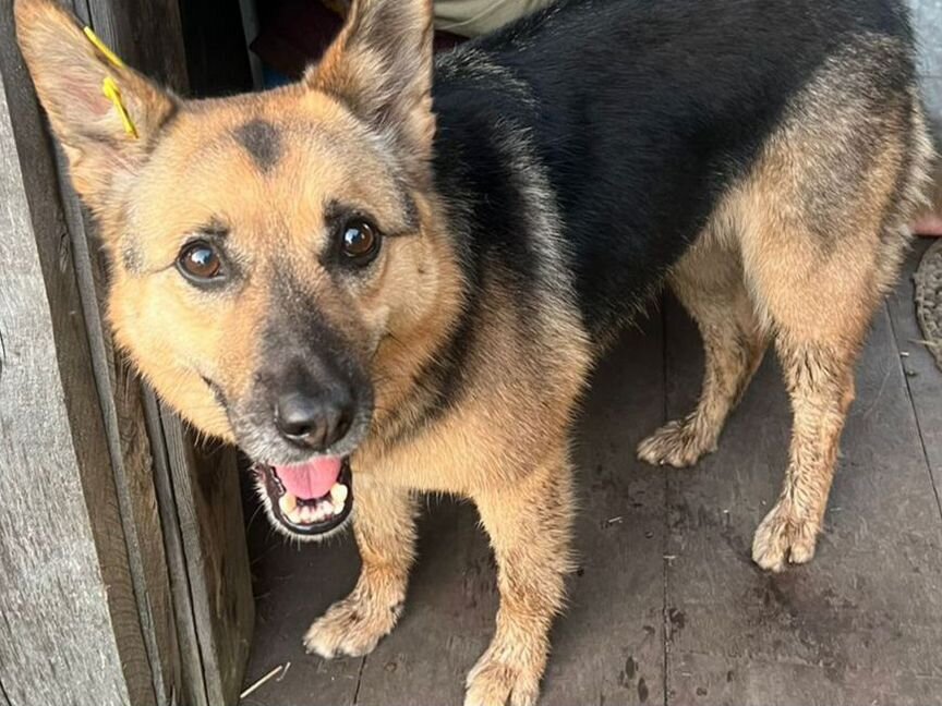 Немецкая Овчарка