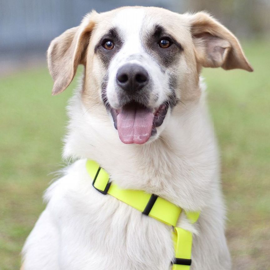 Щенок из приюта