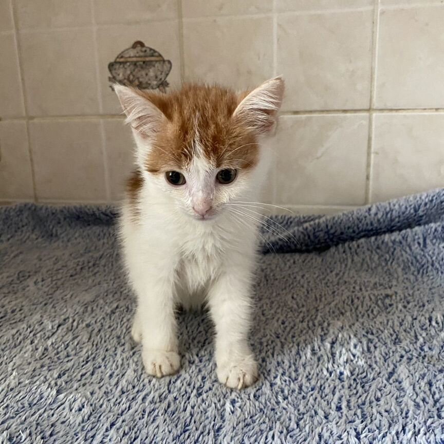 Мальчик котенок Кефирчик 2,5 мес