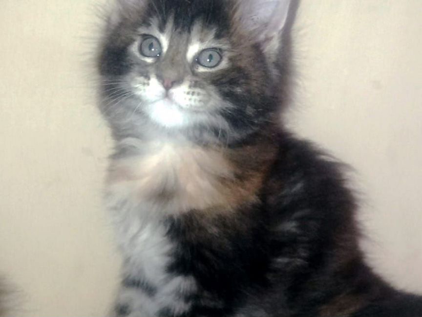 Котята Мейн-кун